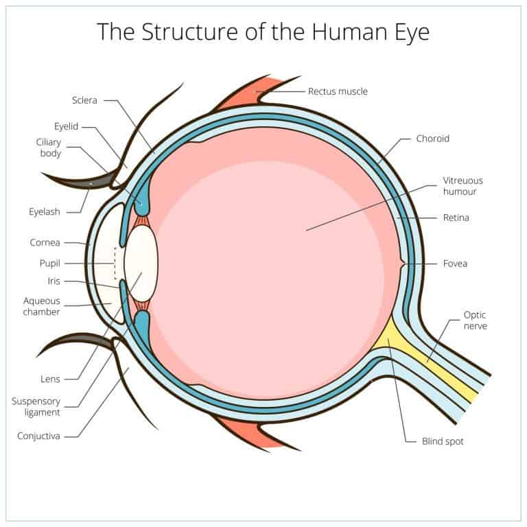The Structure of The Human Eye